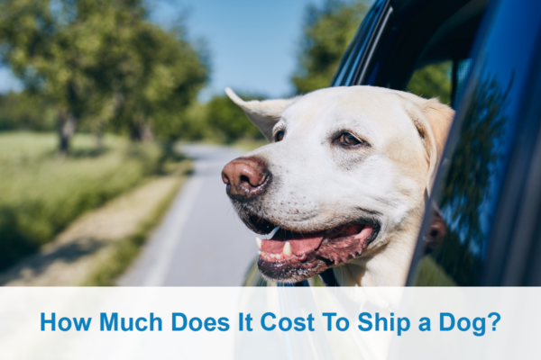 Dog Transport Service: Shipping Dogs Across Country & International