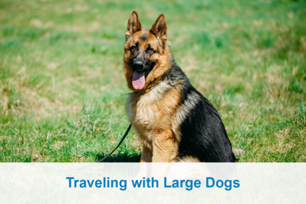Dog Transport Service: Shipping Dogs Across Country & International