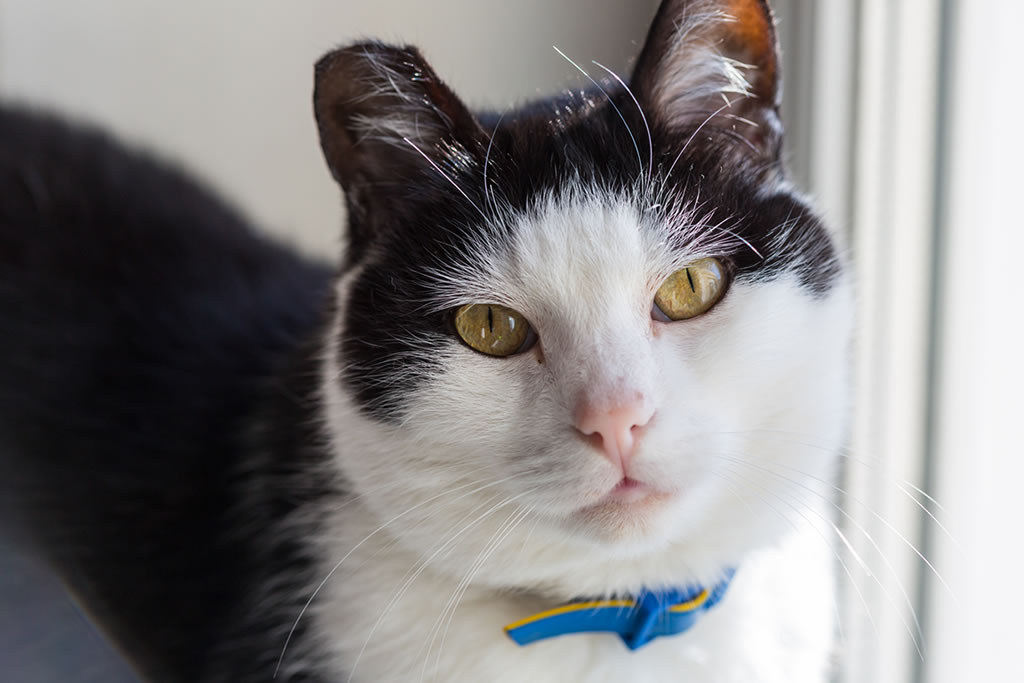 Pet Transport Pro - Pet Transport Service | Pet Shipping Service