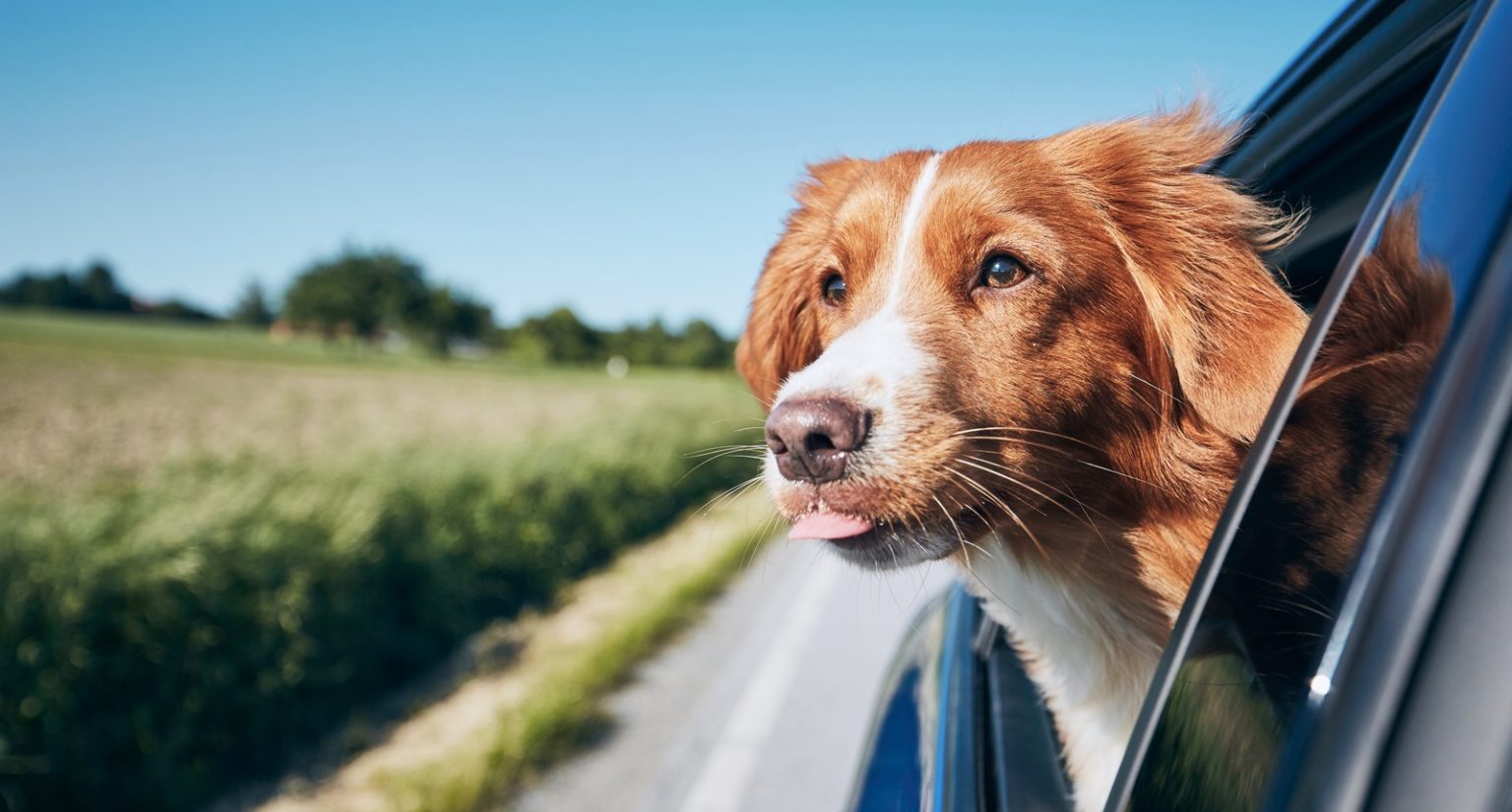Pet Transport and Pet Shipping Services - Pet Transport Pro