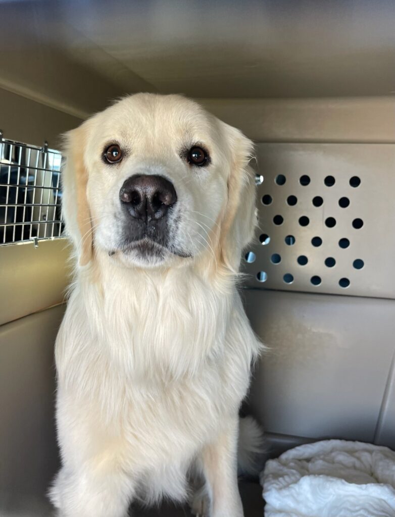 Pet Transport Service New York City | Pet Shipping Services NYC