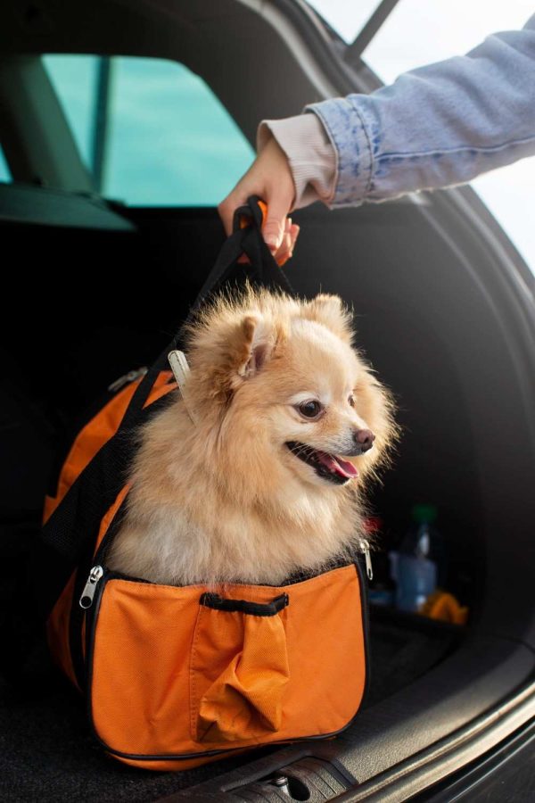 International Pet Shipping Service - Pet Transport Pro